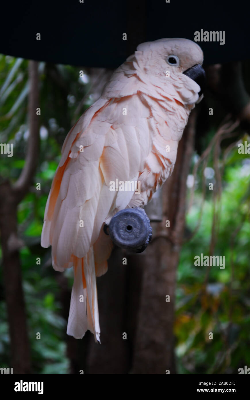 Handsome parrot hi-res stock photography and images - Alamy