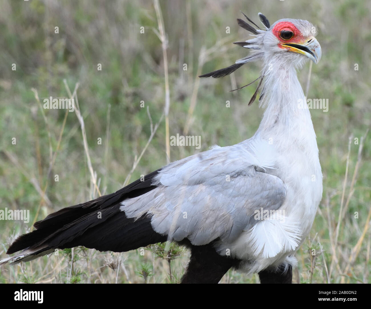 A secretary bird (Sagittarius serpentarius) walks through dry grass ...