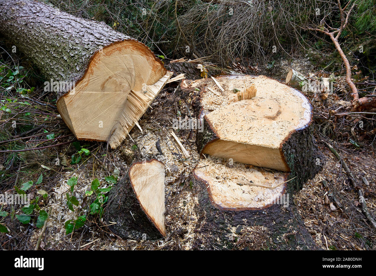 Clipping area of an old fir forest Stock Photo - Alamy