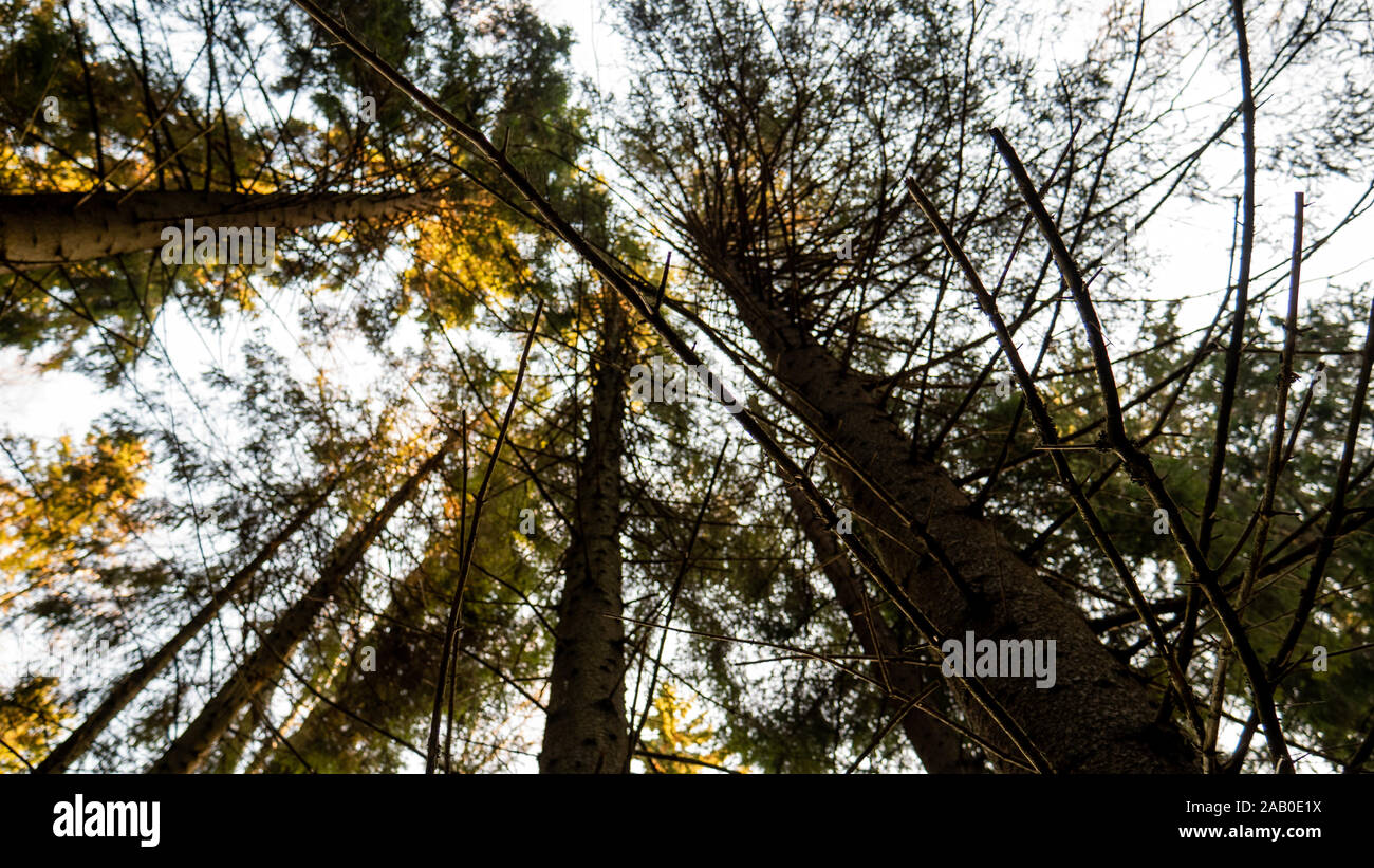 Natural forest of spruce and deciduous forest Stock Photo - Alamy