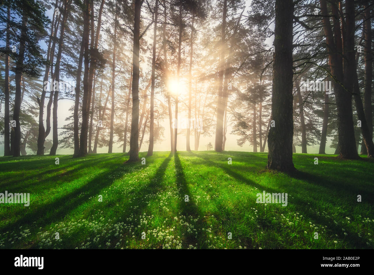 Forest landscape and morning fog in spring Stock Photo - Alamy