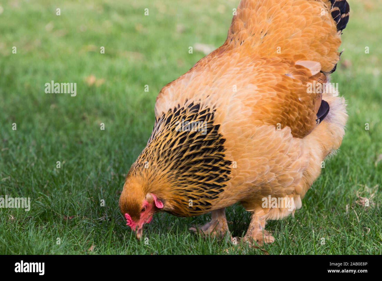 Buff Brahma Chicken Hen Stock Photo - Alamy