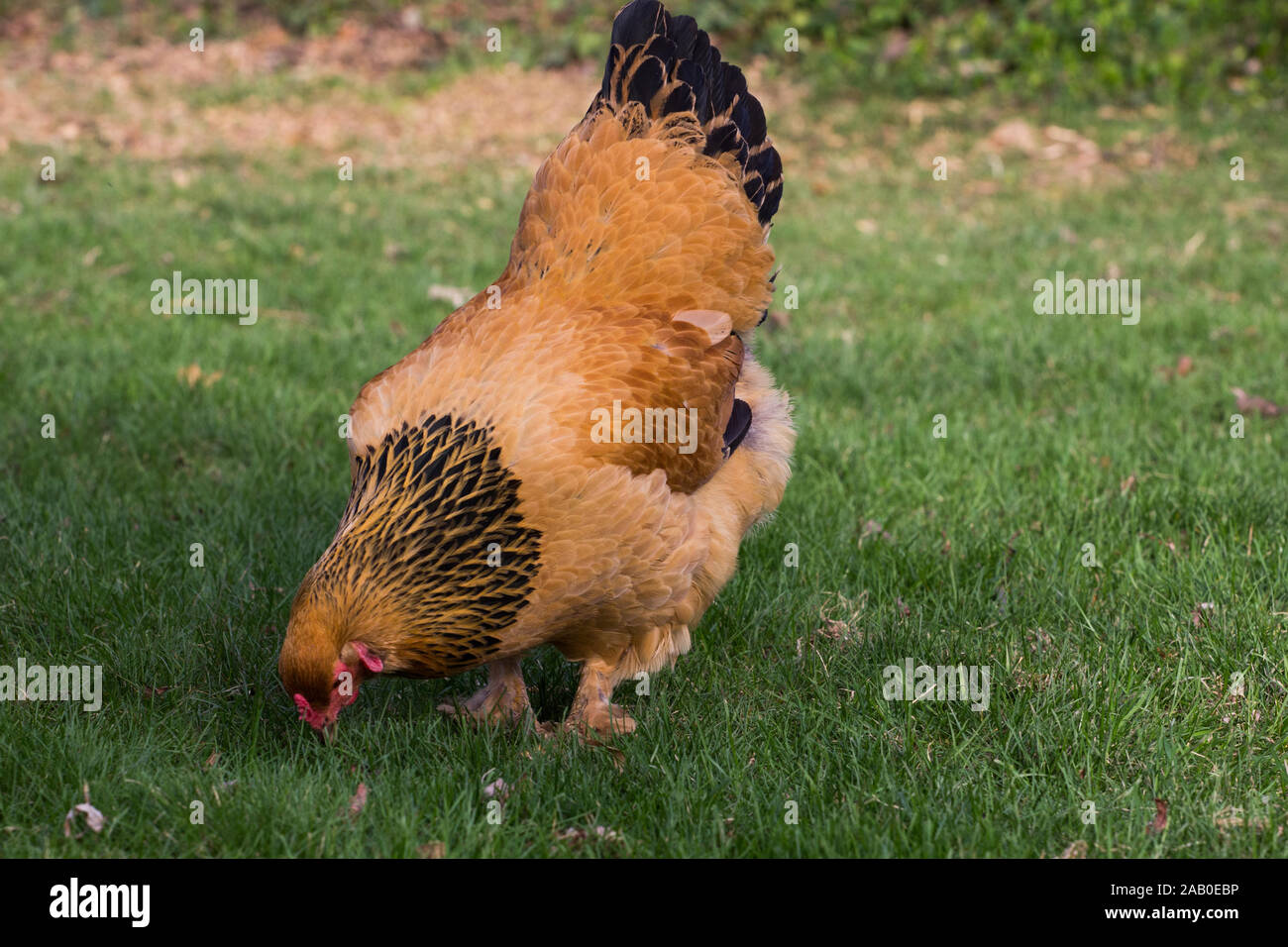 Buff Brahma Chicken Hen Stock Photo - Alamy