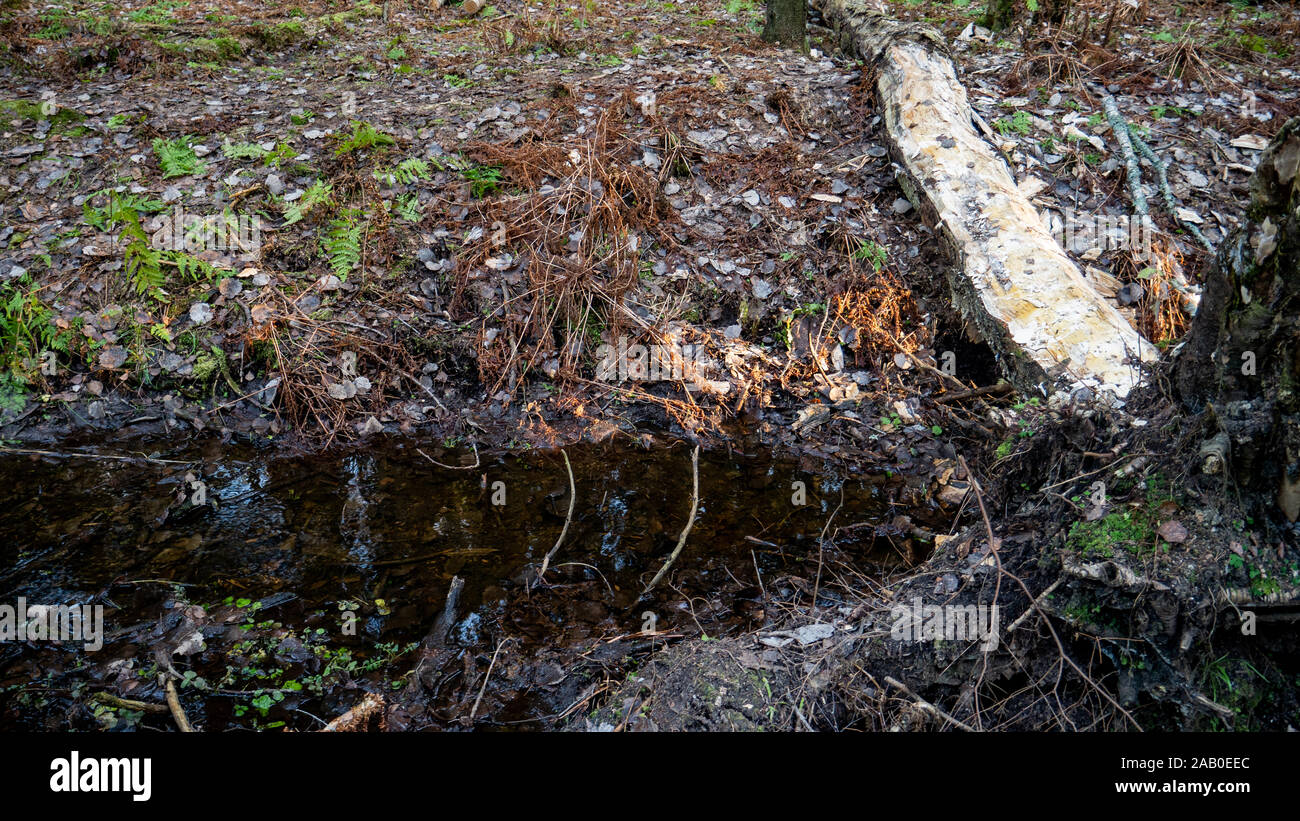 Middle wood moat hi-res stock photography and images - Alamy