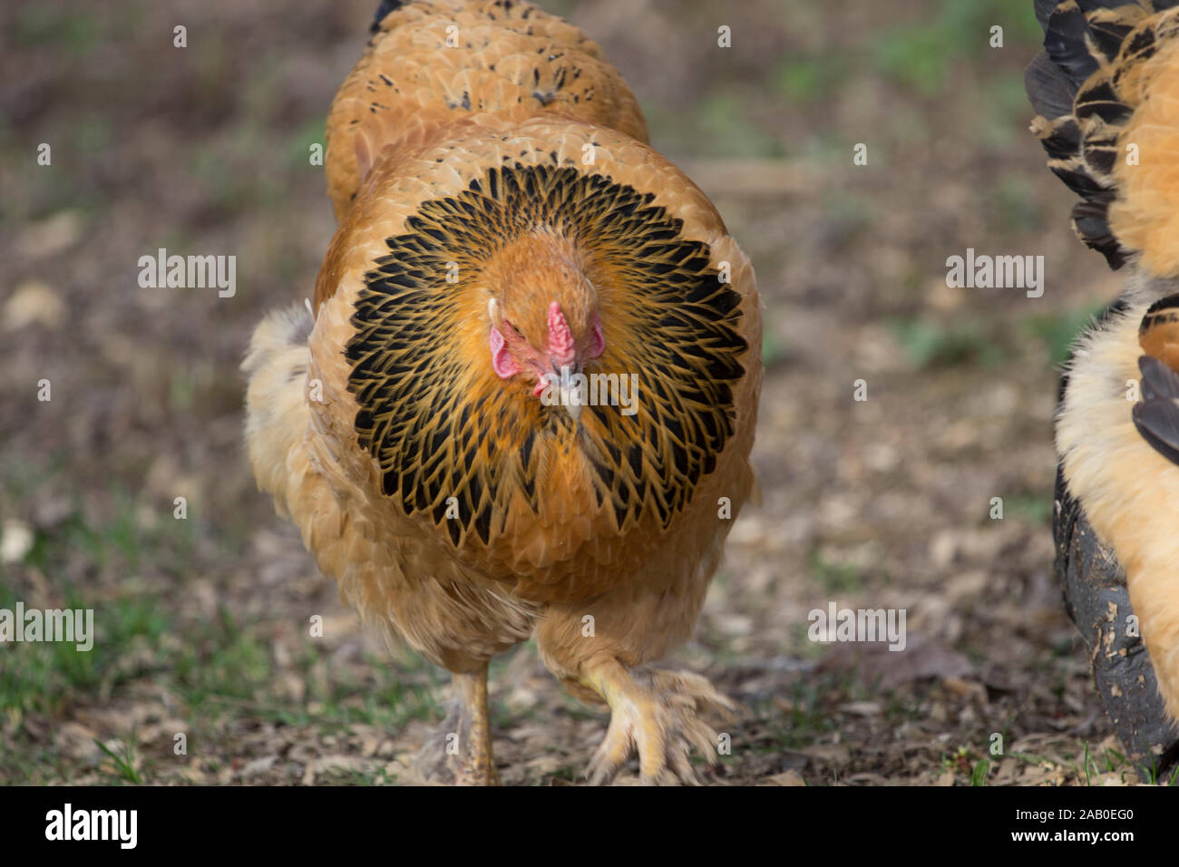 Buff Brahma Chicken Hen Stock Photo - Alamy