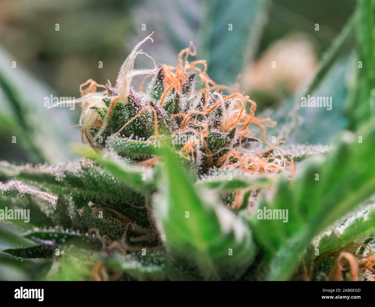 Cannabis Plant Flower HDR Stock Photo - Alamy
