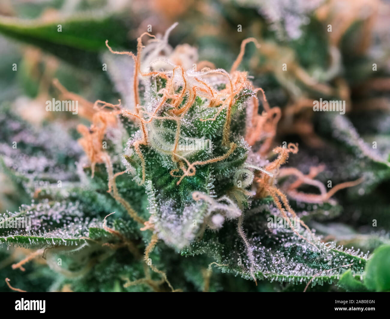 Cannabis Plant Flower HDR Stock Photo - Alamy