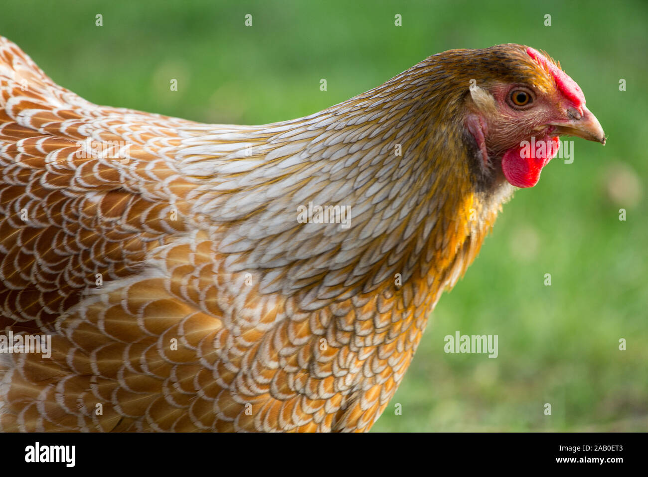 Buff Brahma Chicken Hen Stock Photo - Alamy