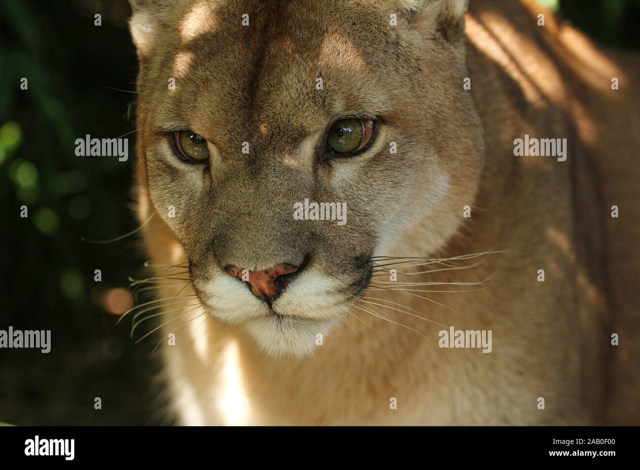 Puma face close up hi-res stock photography and images - Alamy