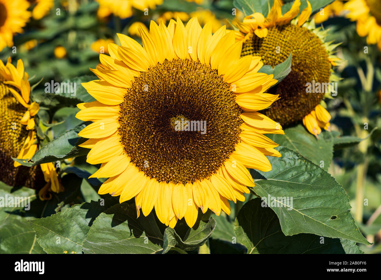 Sunflowers yellow flowers hi-res stock photography and images - Alamy