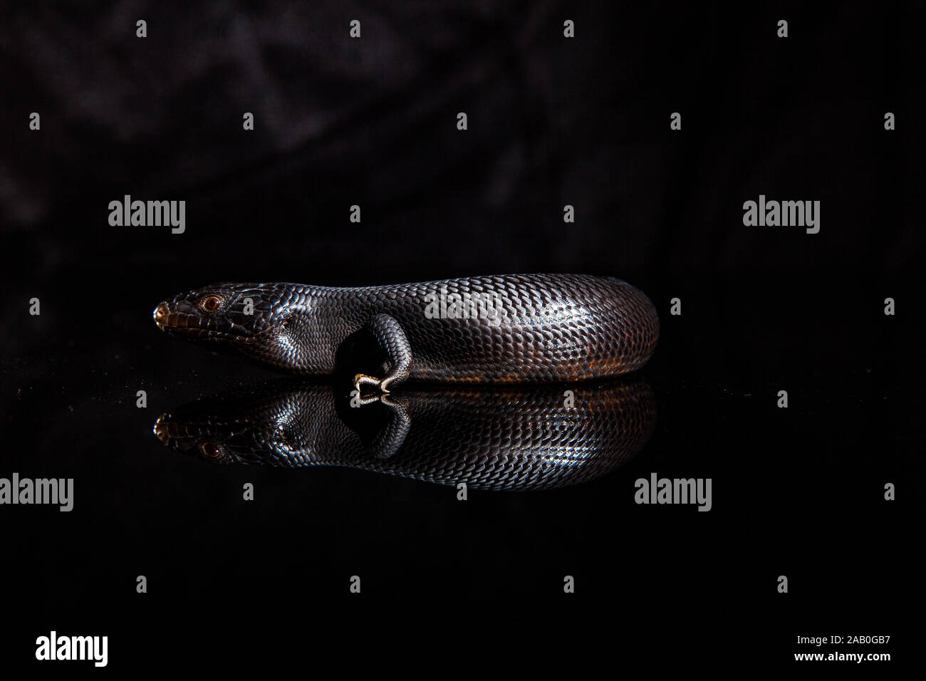 Black blue tongued lizard in dark shiny mirror environement Stock Photo ...