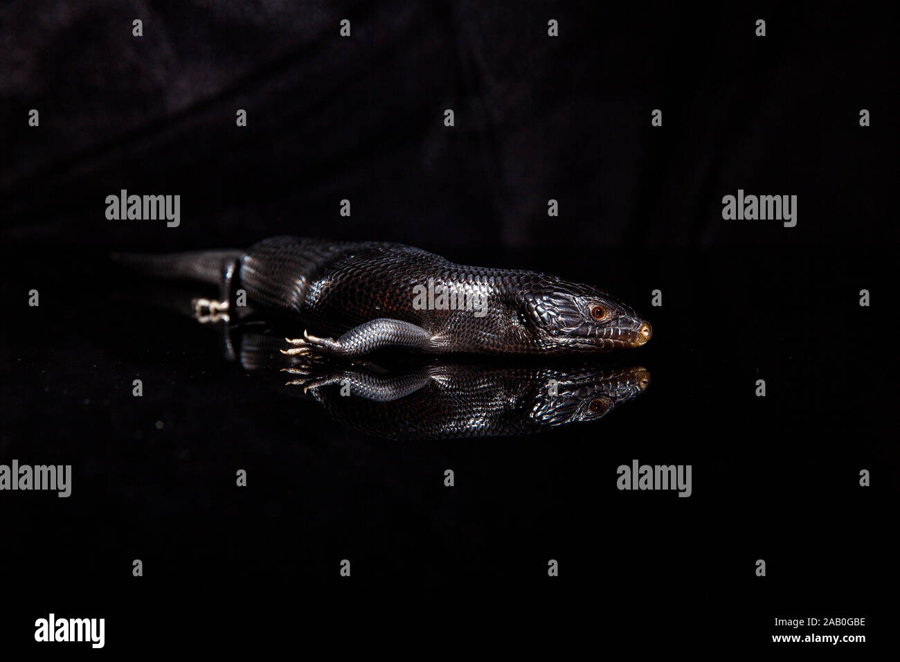 Black blue tongued lizard in dark shiny mirror environement Stock Photo ...
