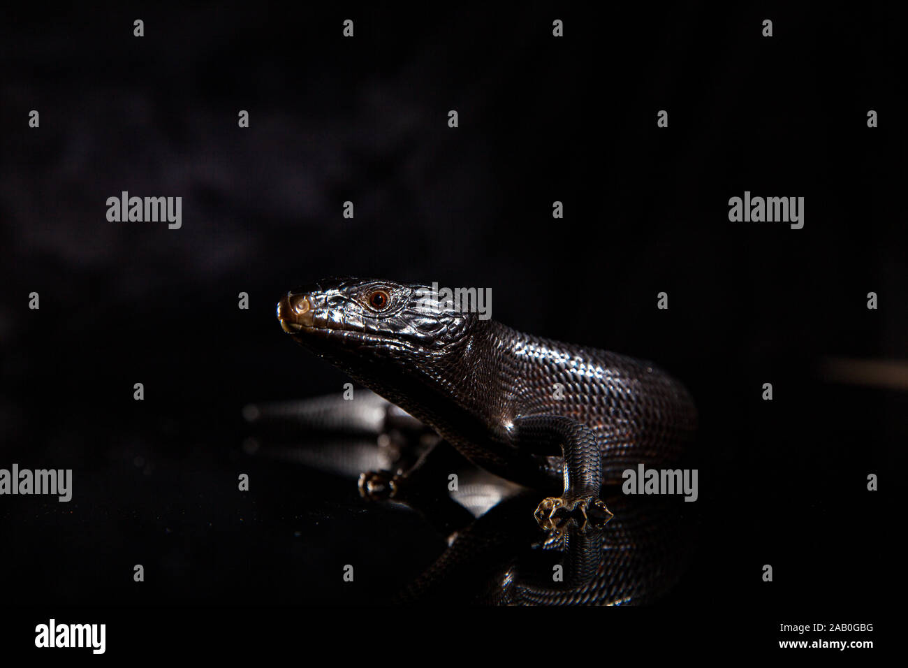 Black blue tongued lizard in dark shiny mirror environement Stock Photo ...