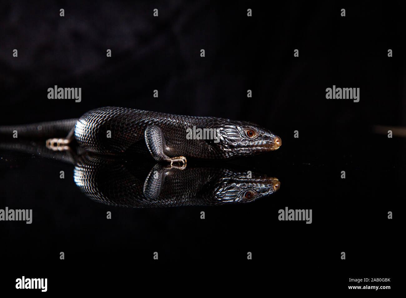 Black blue tongued lizard in dark shiny mirror environement Stock Photo ...