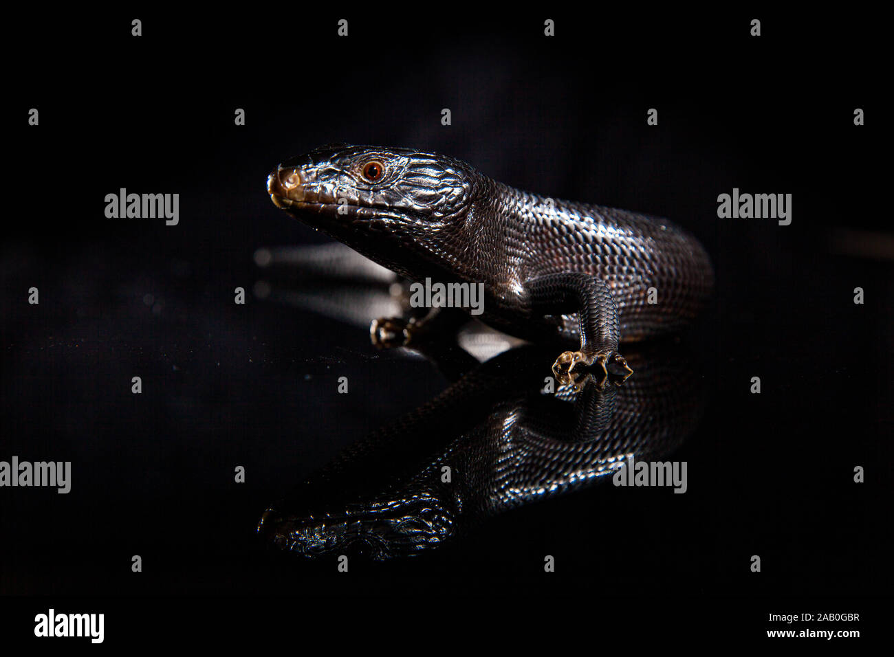 Black blue tongued lizard in dark shiny mirror environement Stock Photo ...