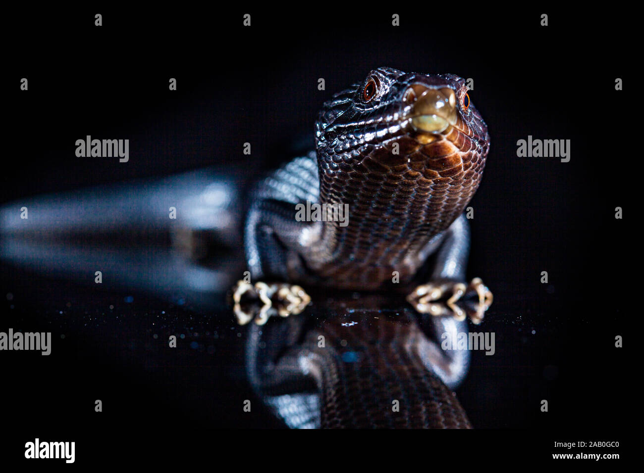 Black blue tongued lizard in dark shiny mirror environement Stock Photo ...
