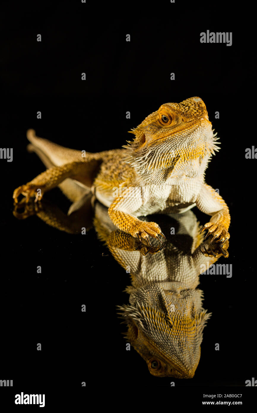 Beard agama hi-res stock photography and images - Alamy