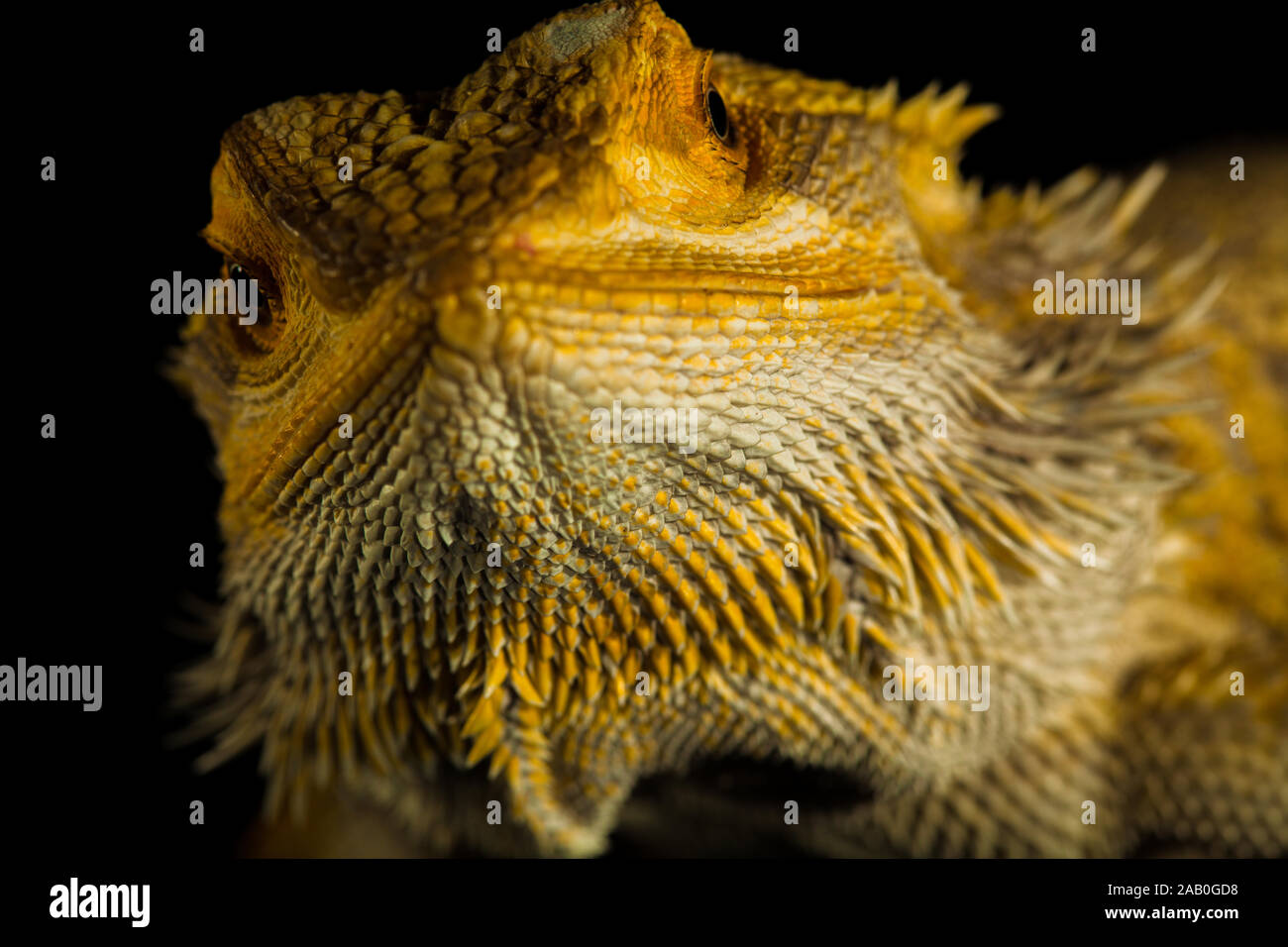 Beard agama hi-res stock photography and images - Alamy