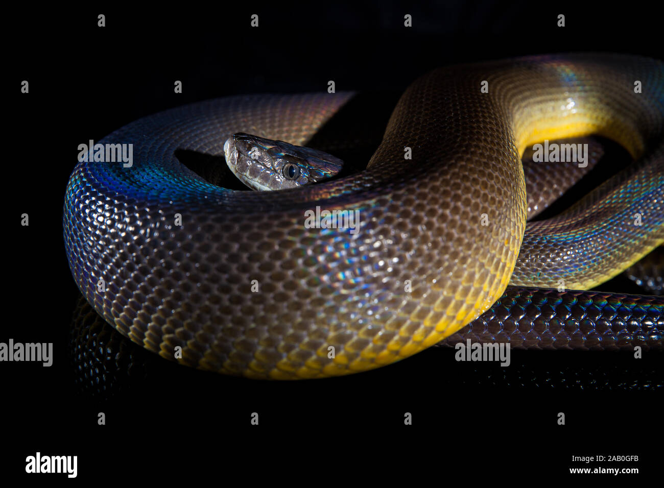 Rainbow snake australia hi-res stock photography and images - Alamy