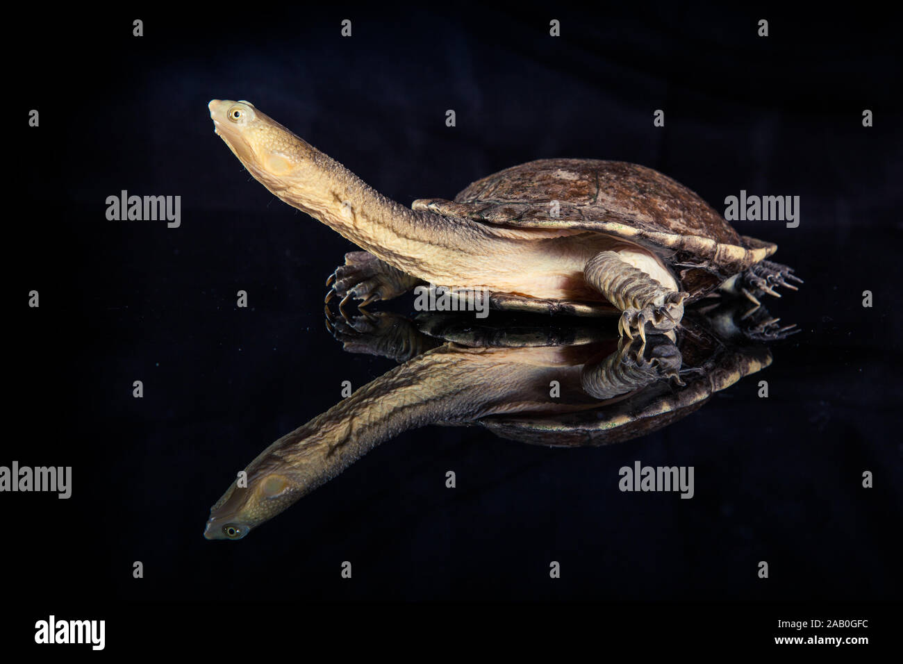 Australian eastern long-necked turtle in heavy rain on black mirror ...