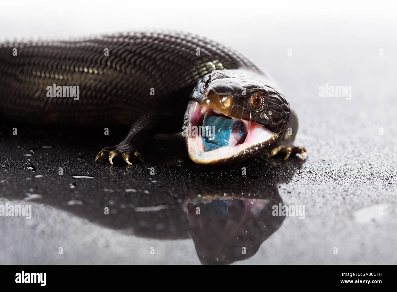Black blue tongued lizard in wet dark shiny environement Stock Photo ...