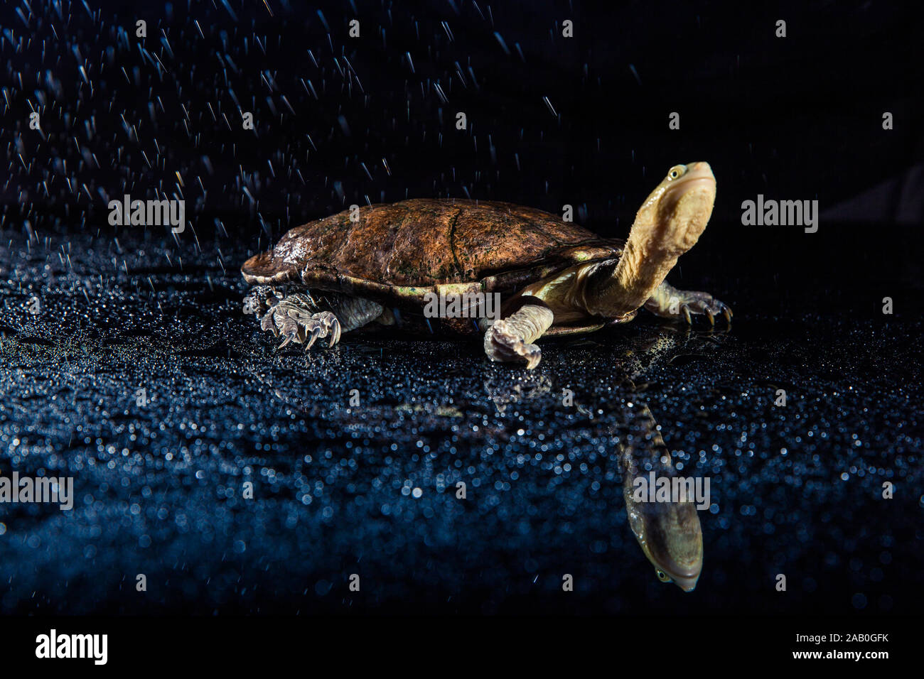 Australian eastern long-necked turtle in heavy rain on black mirror ...