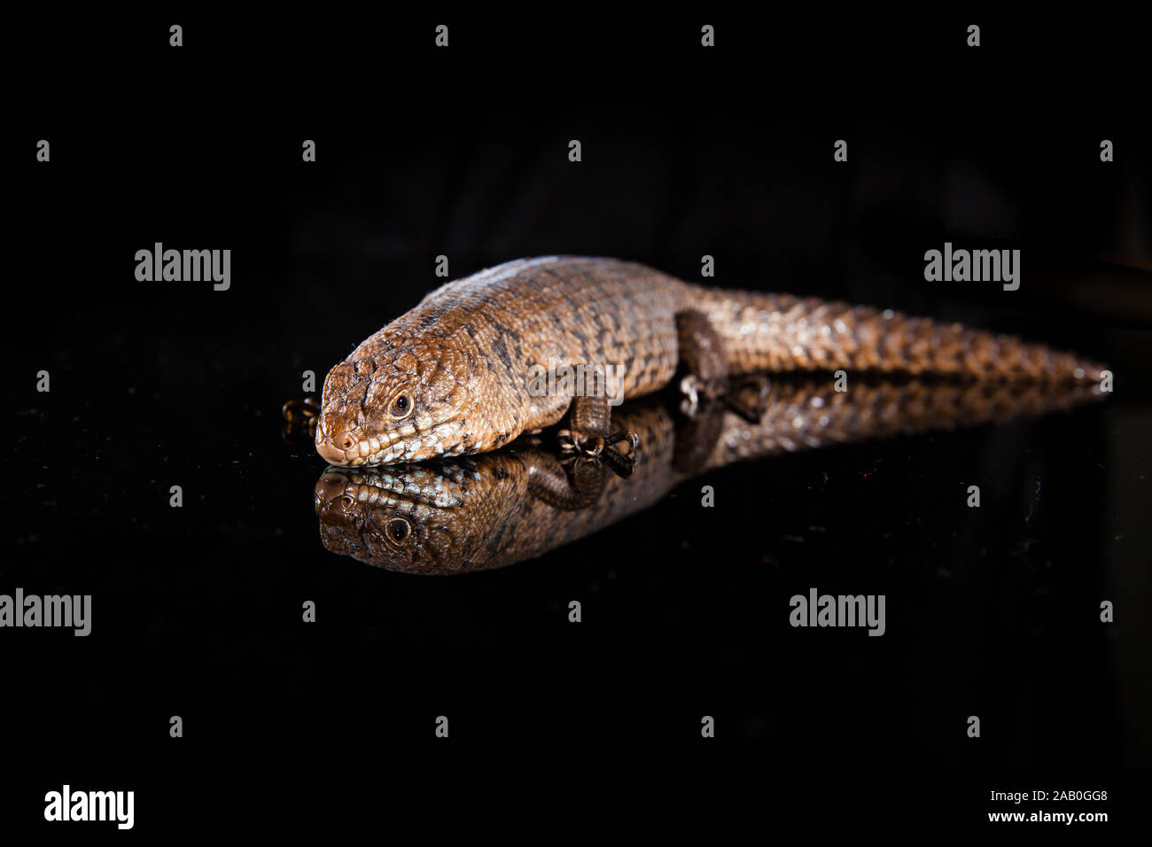 Pair of Cunningham skinks - Egernia cunninghami - skink species native ...