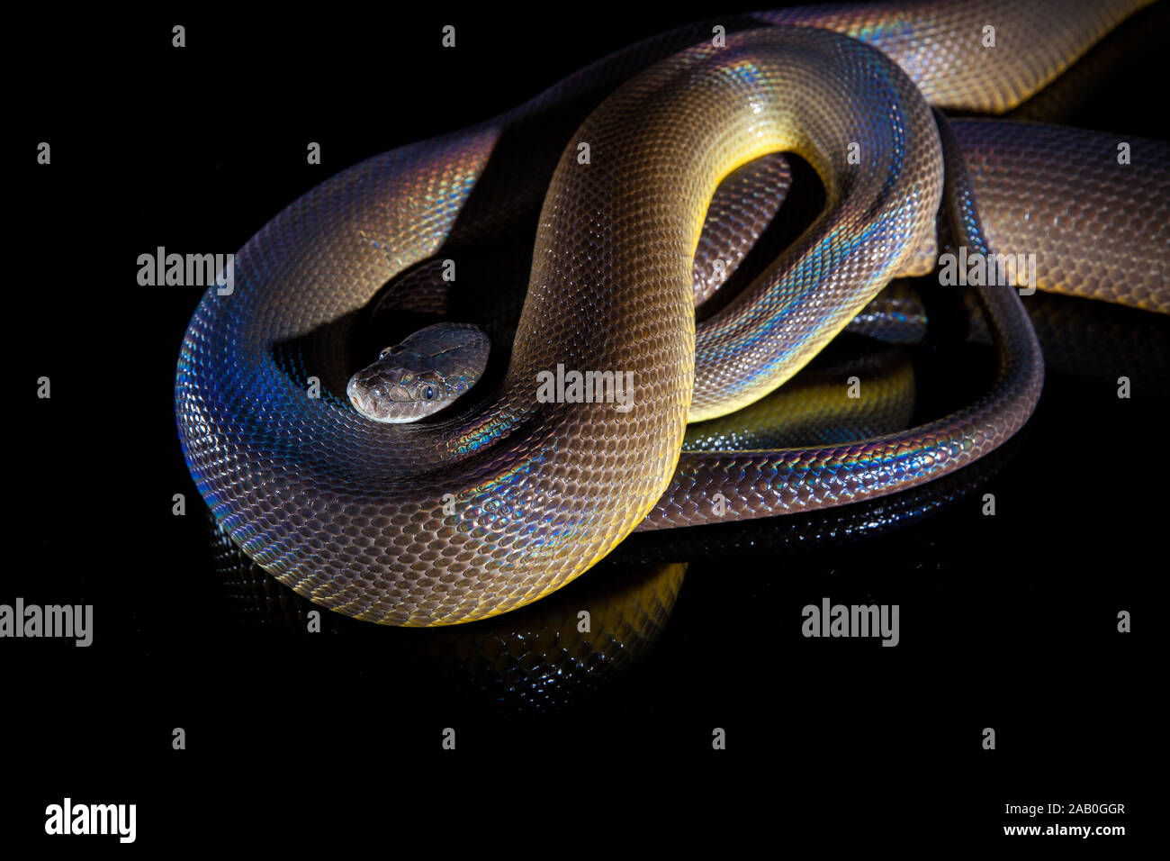 Single Rainbow Serpent Water Python - Liasis fuscus - isolated on black ...
