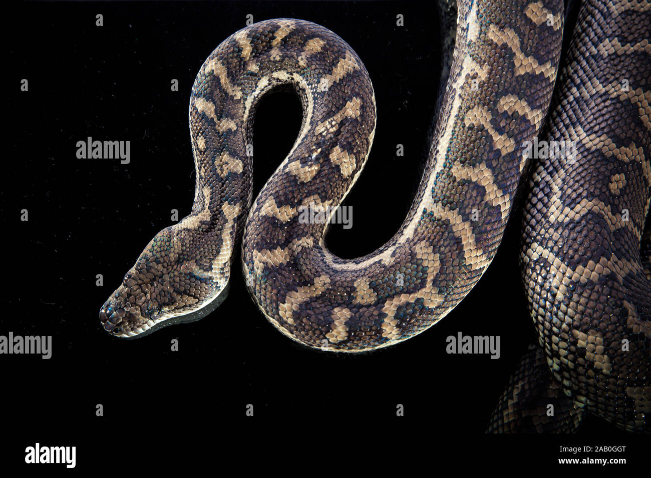 Ball snake side view hi-res stock photography and images - Alamy