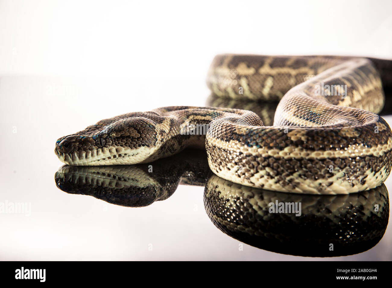Royal Python, or Ball Python (Python regius), studio Stock Photo - Alamy