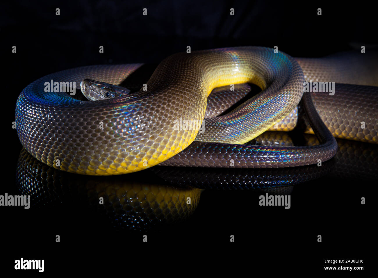 Snake of the rainbow australia hi-res stock photography and images - Alamy