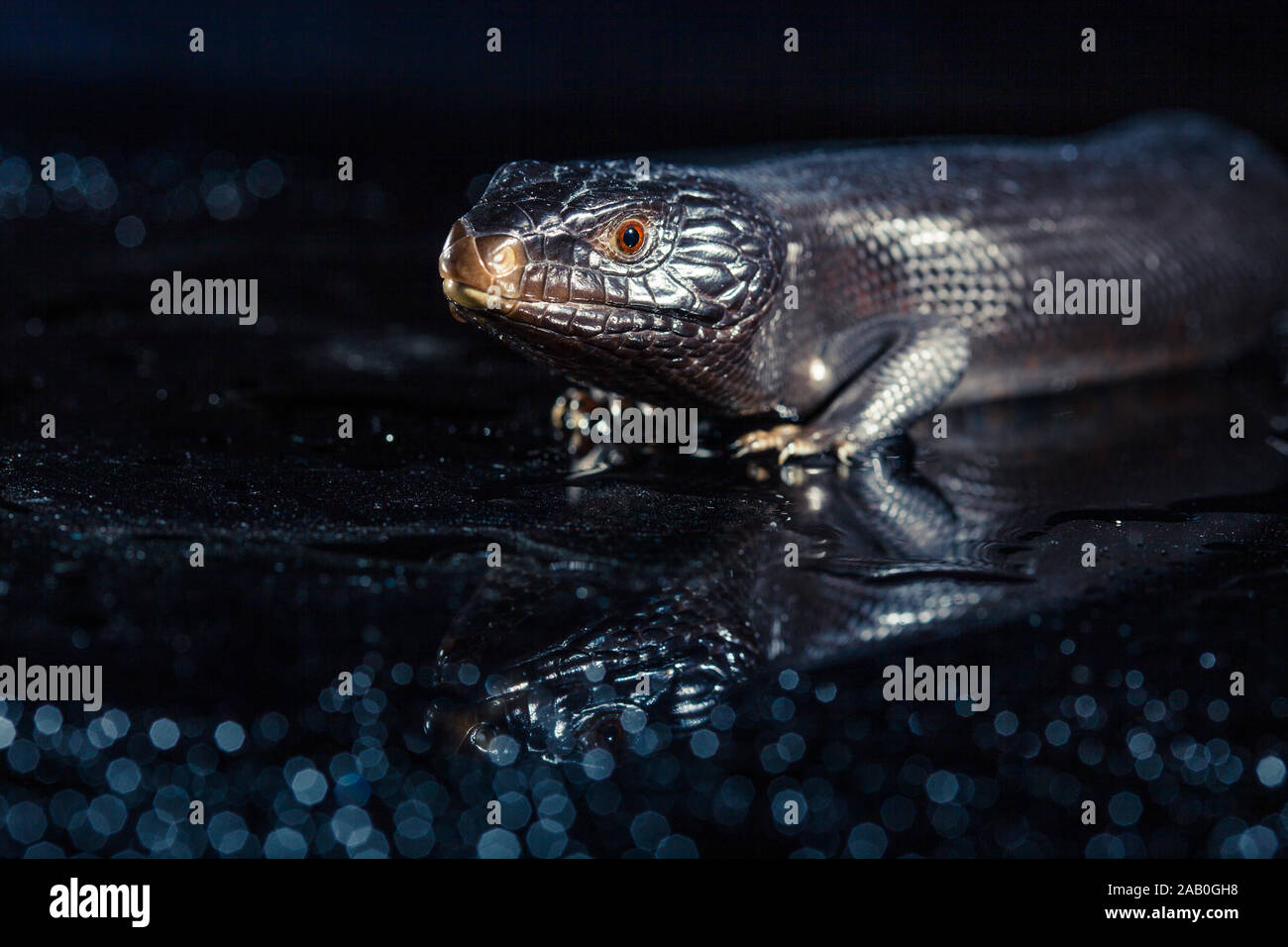 Black blue tongued lizard in wet dark shiny environement Stock Photo ...