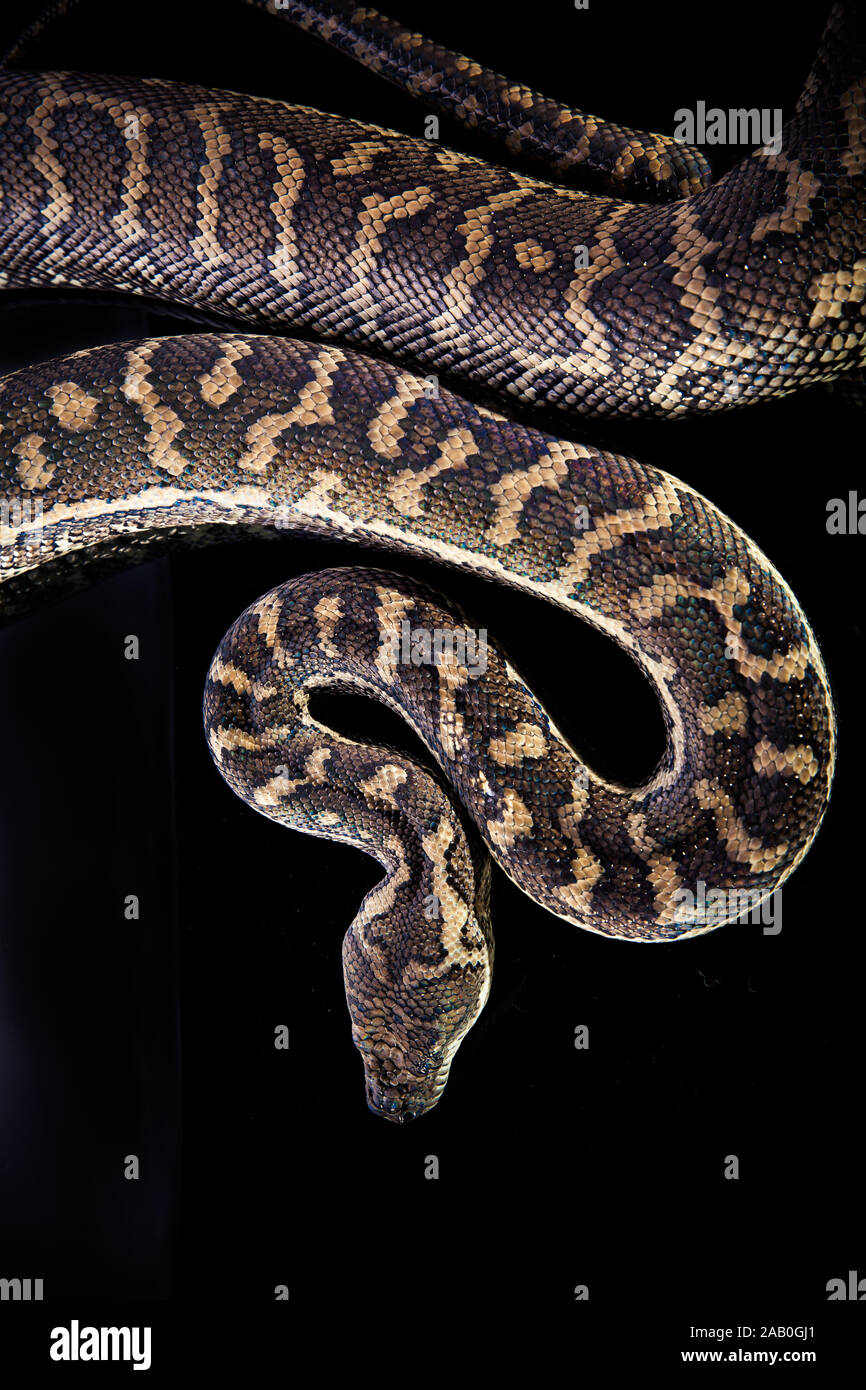 Python ball hi-res stock photography and images - Alamy