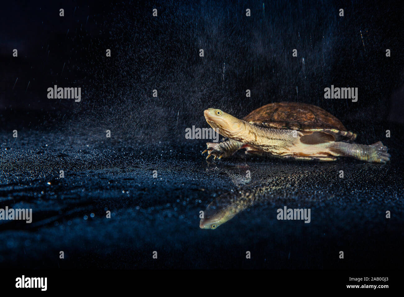 Australian eastern long-necked turtle in heavy rain on black mirror ...