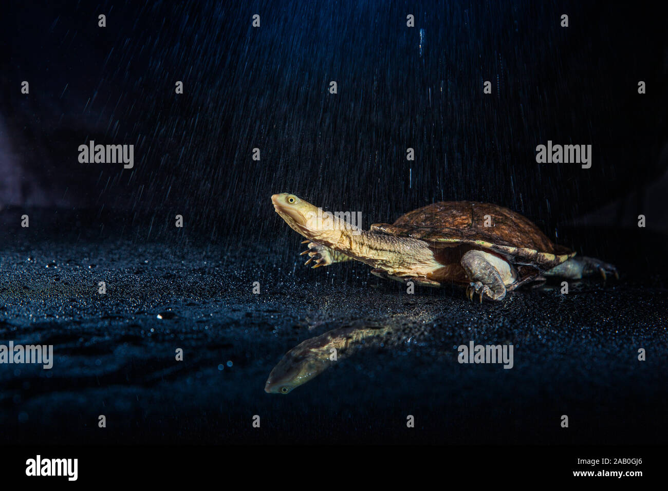 Australian eastern long-necked turtle in heavy rain on black mirror ...