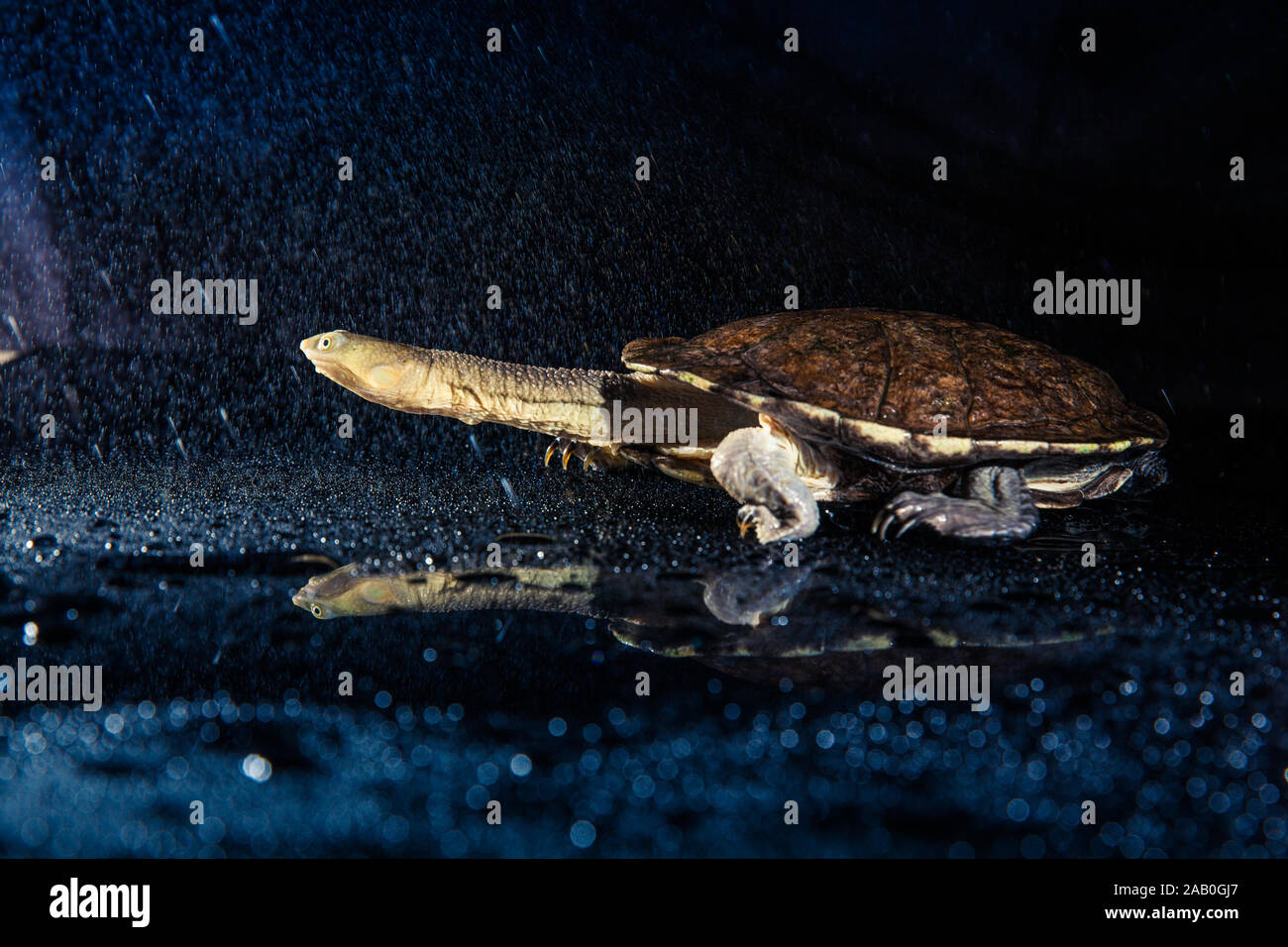 Australian eastern long-necked turtle in heavy rain on black mirror ...