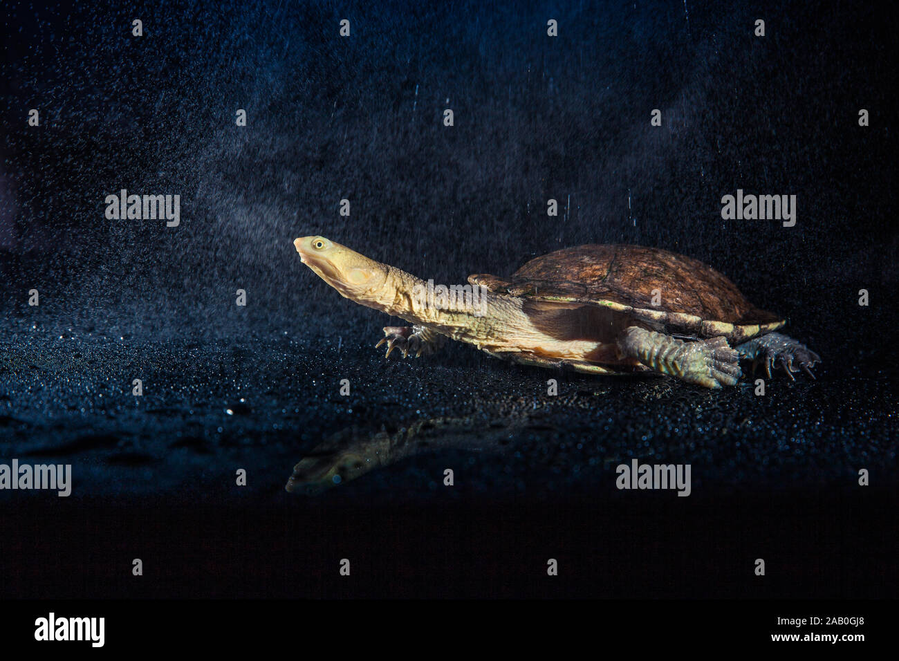Australian eastern long-necked turtle in heavy rain on black mirror ...