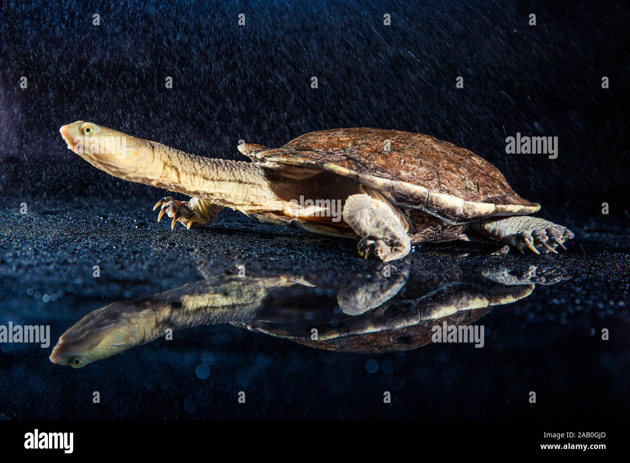 Australian eastern long-necked turtle in heavy rain on black mirror ...