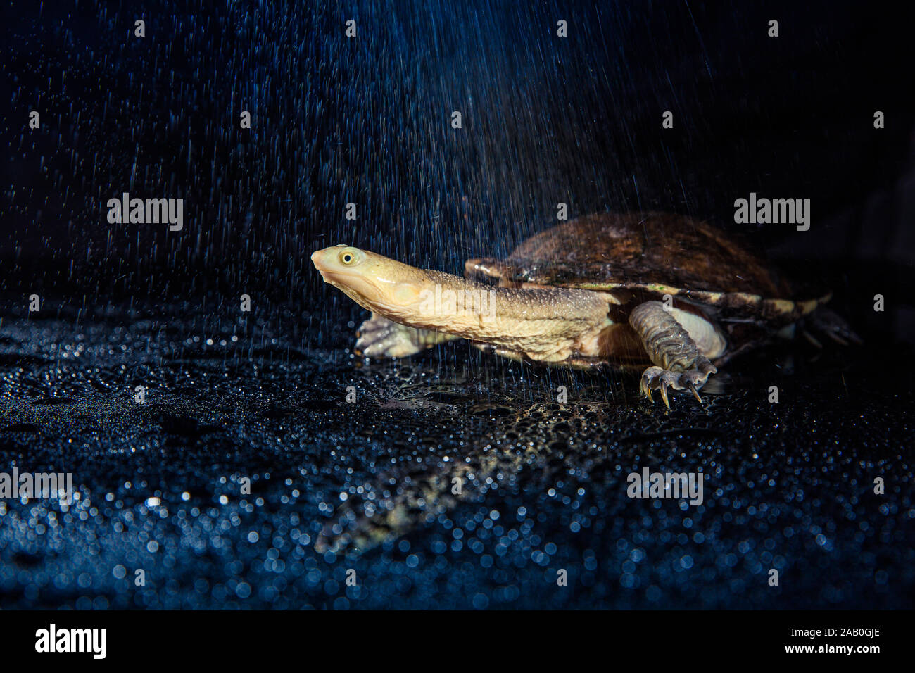 Australian eastern long-necked turtle in heavy rain on black mirror ...