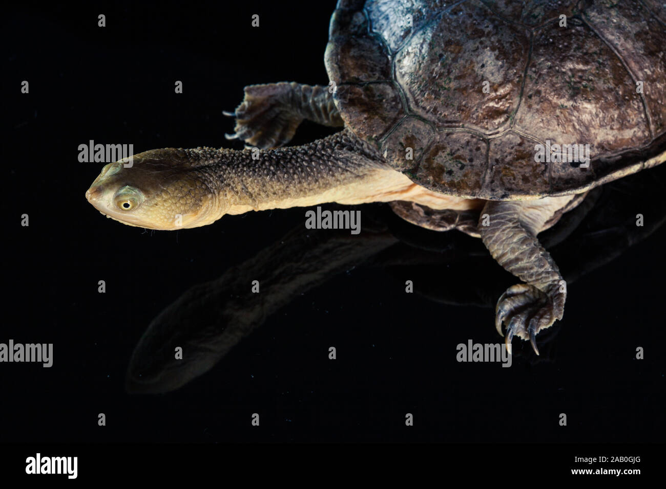 Australian pet turtle hi-res stock photography and images - Alamy