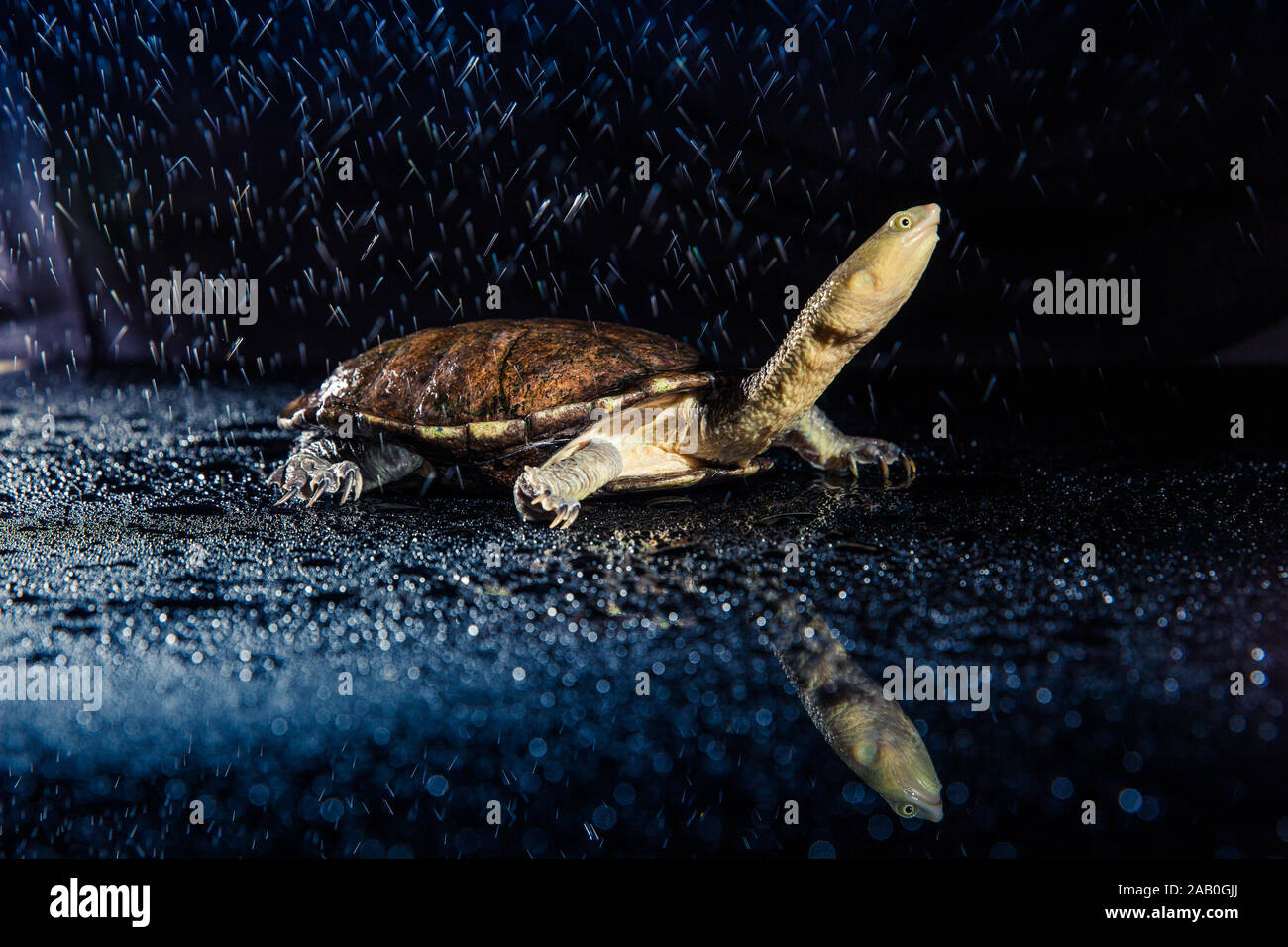 Australian eastern long-necked turtle in heavy rain on black mirror ...