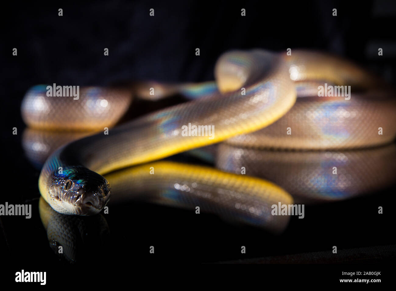 Rainbow snake australia hi-res stock photography and images - Alamy