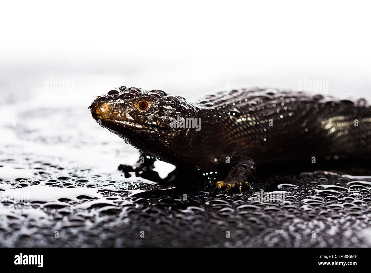 Black blue tongued lizard in wet dark shiny environement Stock Photo ...