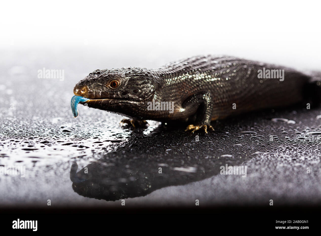 Black blue tongued lizard in wet dark shiny environement Stock Photo ...
