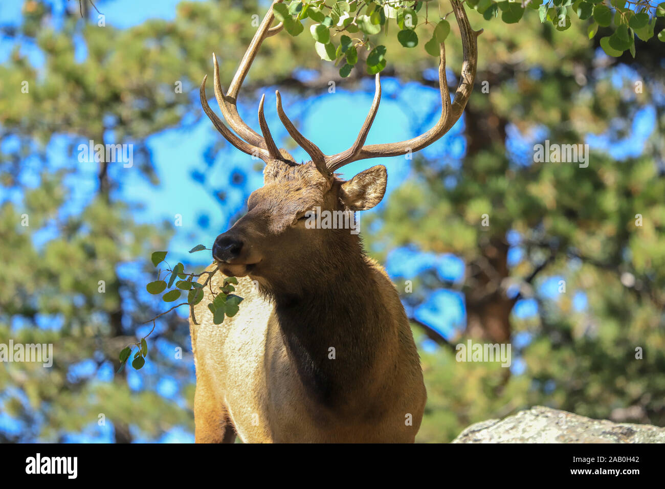 Rocky Mountain bull elk eating tree leaves Stock Photo - Alamy