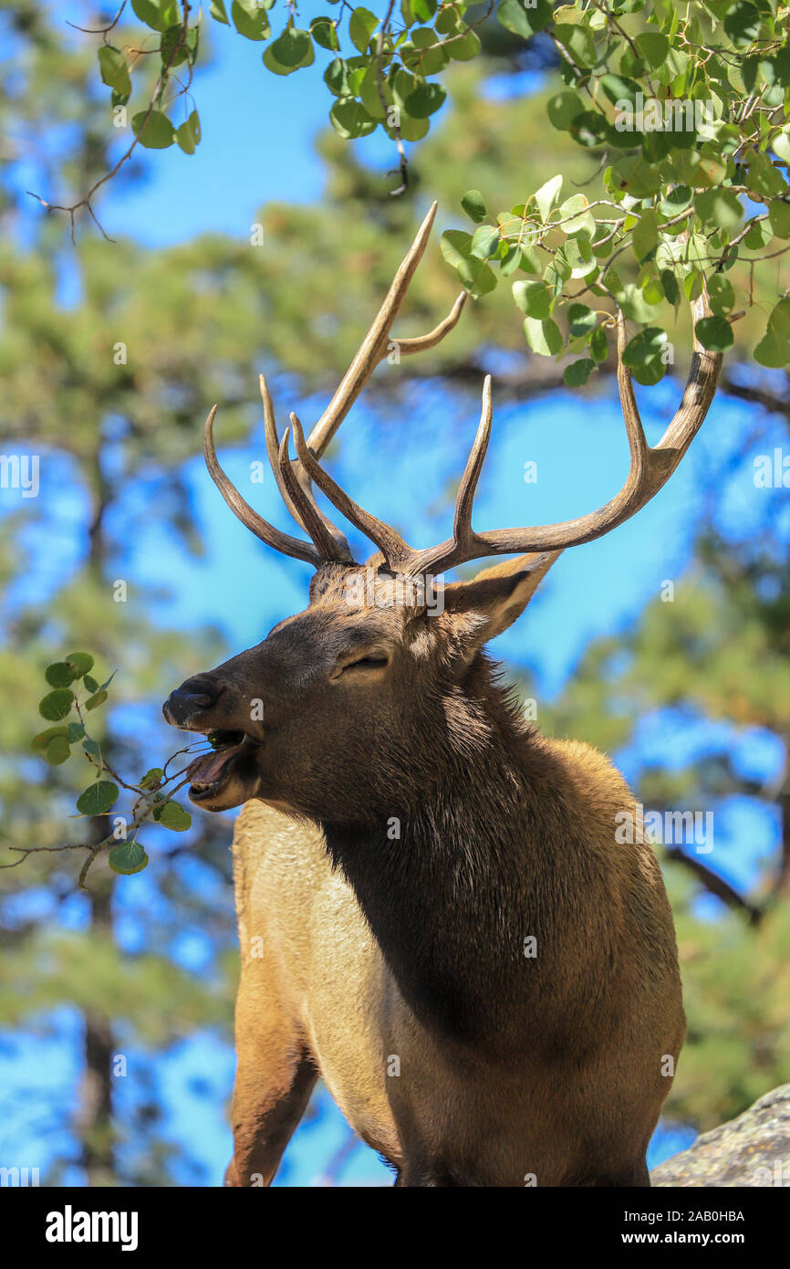 Elk eating leaves hi-res stock photography and images - Alamy