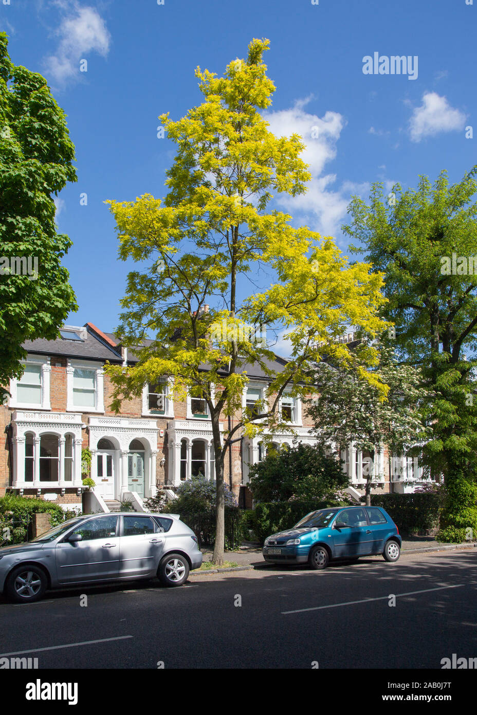 Golden foliaged 'Frisia' cultivar of False acacia or Black locust ...