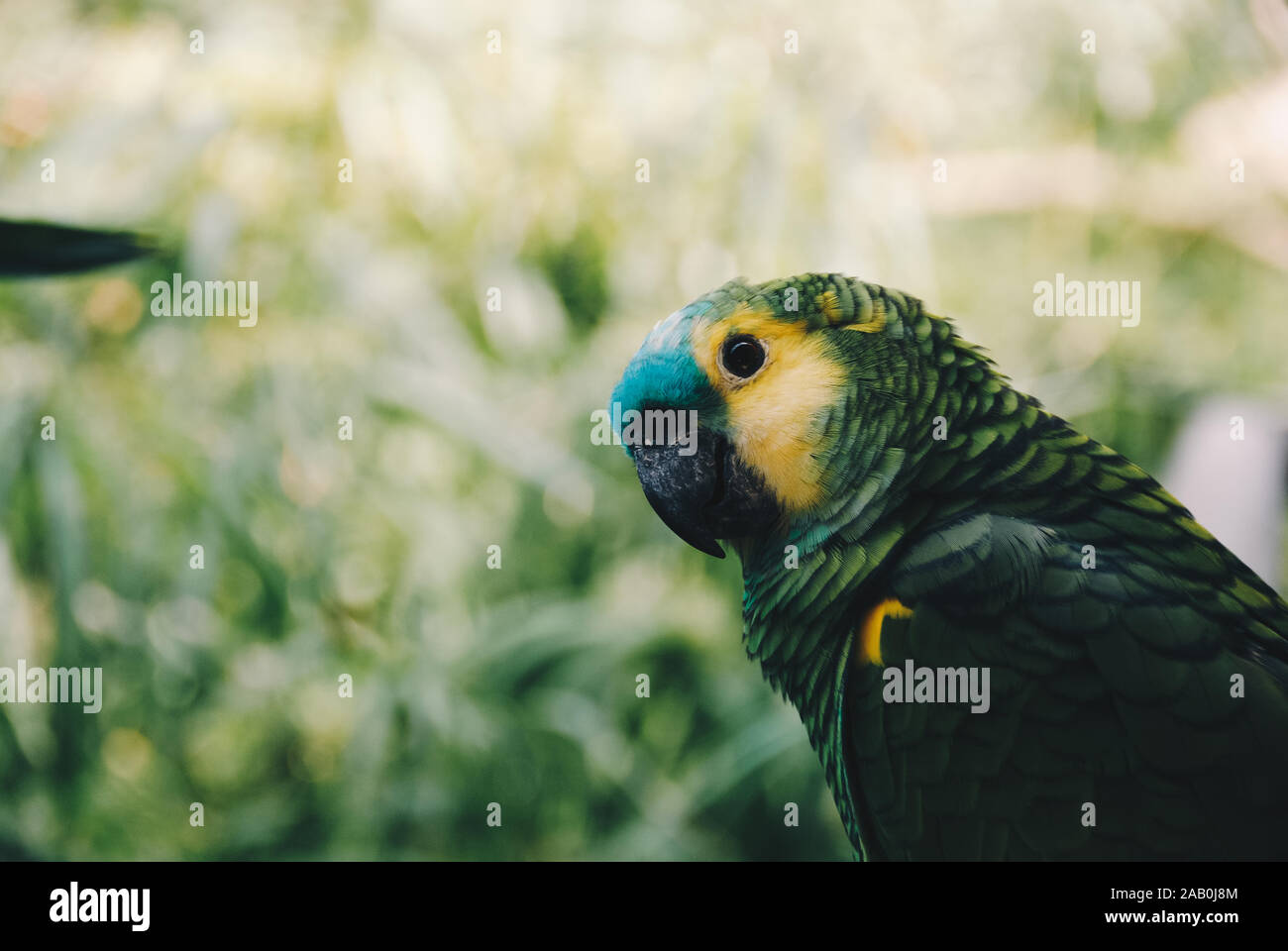 Quaker parrots hi-res stock photography and images - Alamy