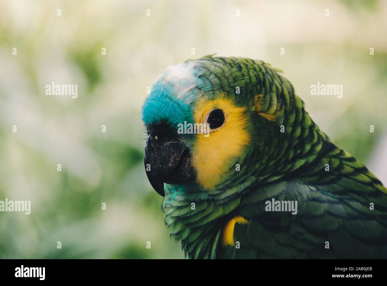 Quaker Female High Resolution Stock Photography and Images - Alamy