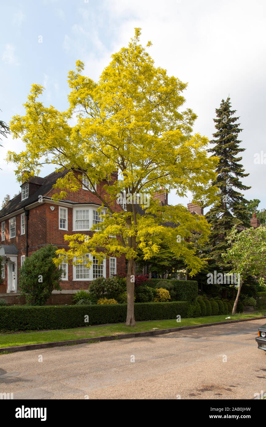 Golden robinia hi-res stock photography and images - Alamy